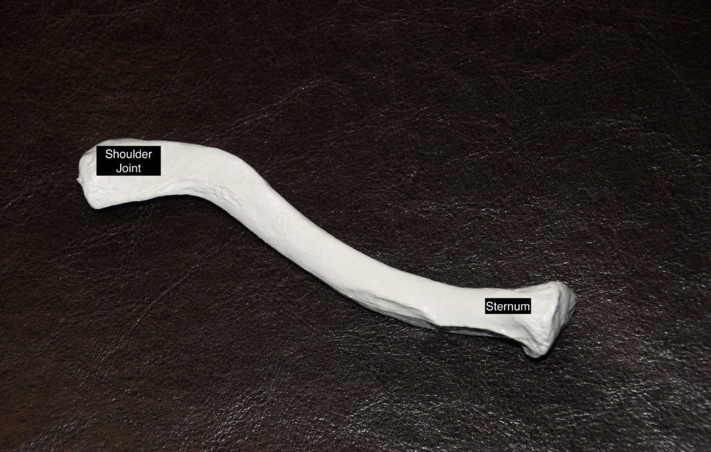 Right Clavicle Bone Model - Explore Plastic Surgery