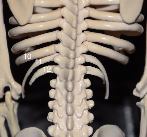 Ribs 10, 11 and 12 anatomical model Dr Barry Eppley Indianapolis ...