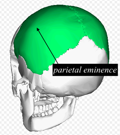 OR Snapshots - Parietal Eminence Skull Reduction Using A Direct ...