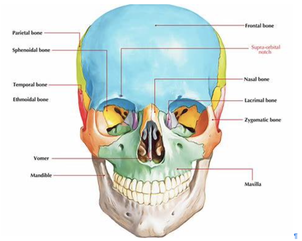 The Custom Orbital Frame Implant Case Study - Explore Plastic Surgery
