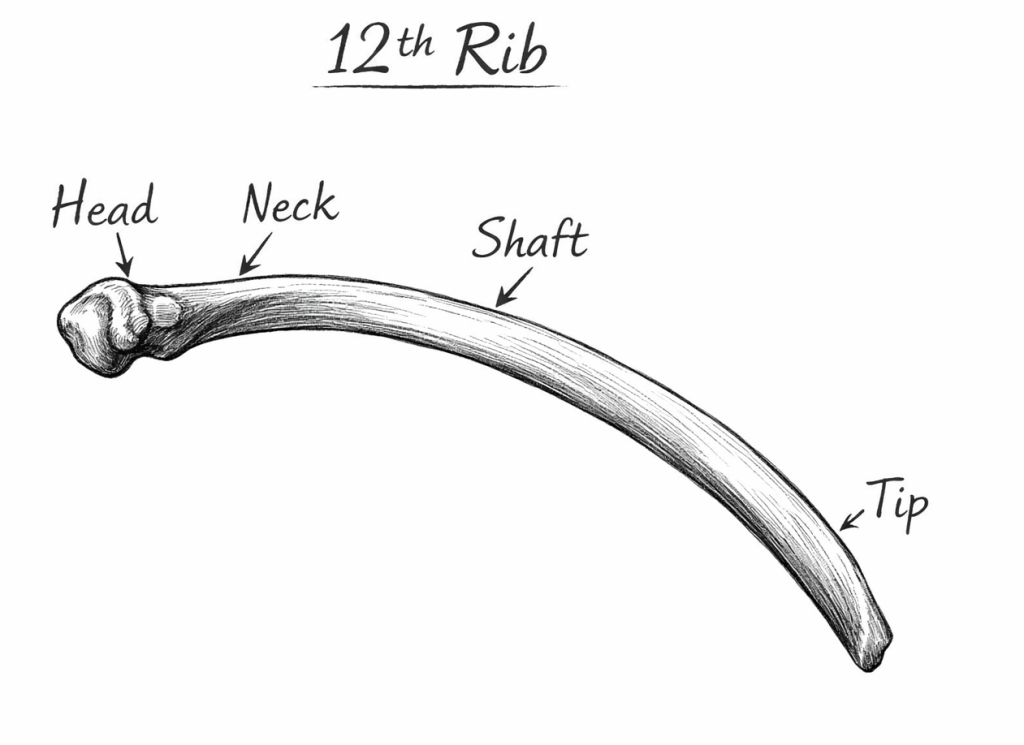 Rib Removal Surgery - The 12th Rib - Explore Plastic Surgery